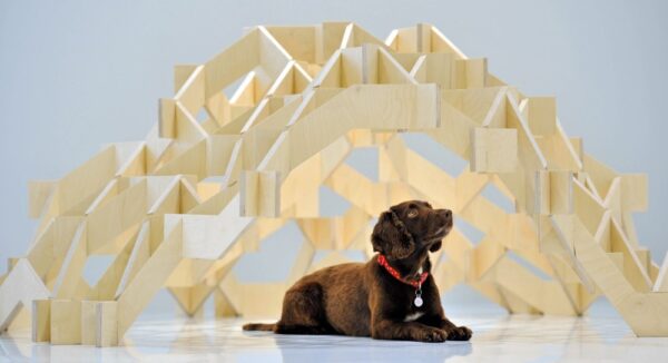 Architecture for Dogs ｜创新与实践 | DES Insite